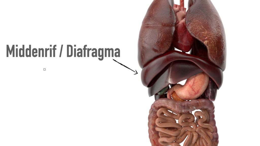 Stop! Waarschijnlijk vergeet je de belangrijkste spier van je lichaam ...